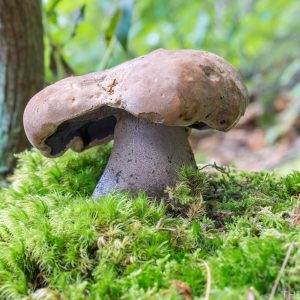 Sutorius eximius (“Lilac Brown Bolete”) | The Bolete Filter