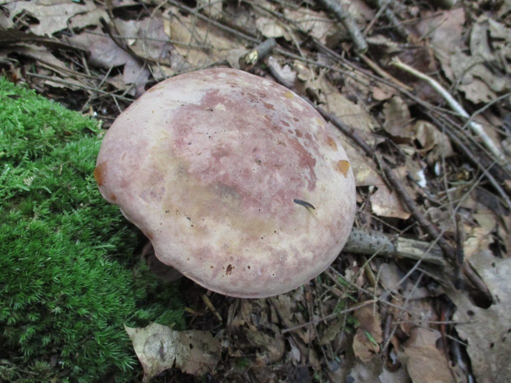 Sutorius eximius (“Lilac Brown Bolete”) | The Bolete Filter