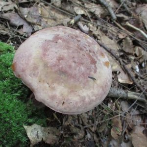 Sutorius eximius (“Lilac Brown Bolete”) | The Bolete Filter