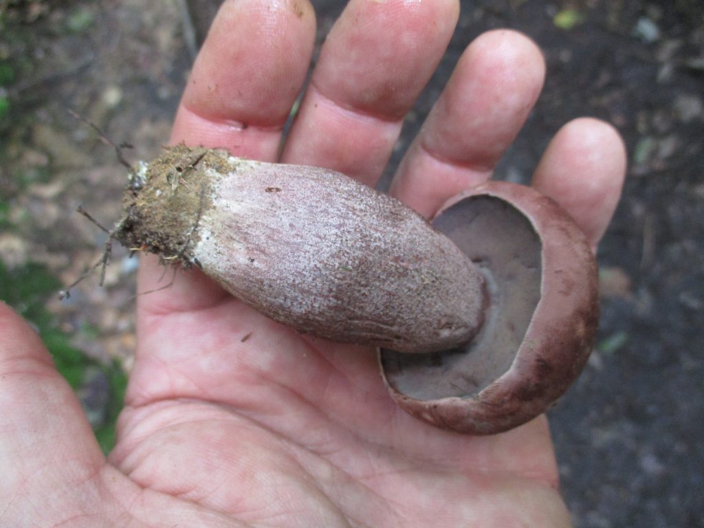 Sutorius eximius (“Lilac Brown Bolete”) | The Bolete Filter