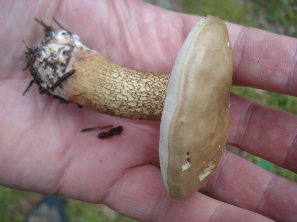 Tylopilus felleus (“Bitter Bolete”) | The Bolete Filter