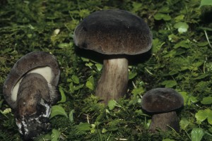 Neoporphyrellus alboater (“Black Velvet Bolete”) | The Bolete Filter