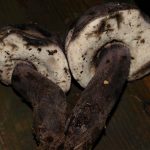 Neoporphyrellus alboater (“Black Velvet Bolete”) | The Bolete Filter