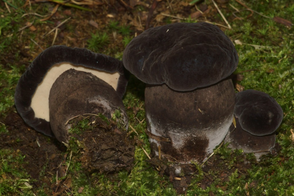 Neoporphyrellus alboater (“Black Velvet Bolete”) | The Bolete Filter