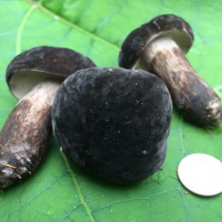 Neoporphyrellus alboater (“Black Velvet Bolete”) | The Bolete Filter