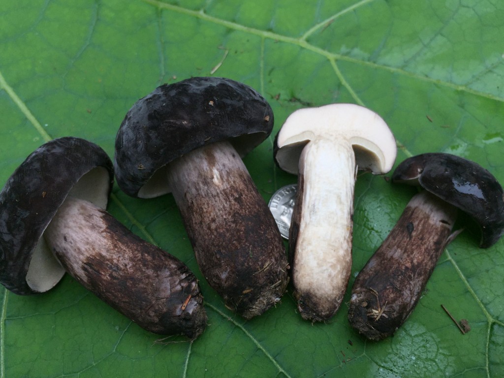 Neoporphyrellus alboater (“Black Velvet Bolete”) | The Bolete Filter