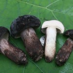 Neoporphyrellus alboater (“Black Velvet Bolete”) | The Bolete Filter