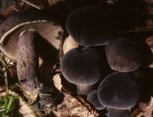 Neoporphyrellus alboater (“Black Velvet Bolete”) | The Bolete Filter