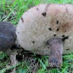 Neoporphyrellus alboater (“Black Velvet Bolete”) | The Bolete Filter