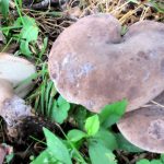 Neoporphyrellus alboater (“Black Velvet Bolete”) | The Bolete Filter