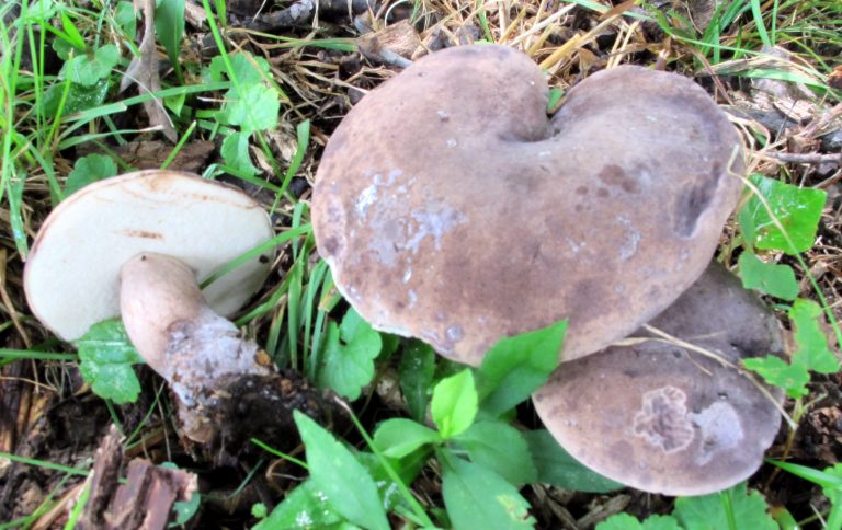 Neoporphyrellus alboater (“Black Velvet Bolete”) | The Bolete Filter