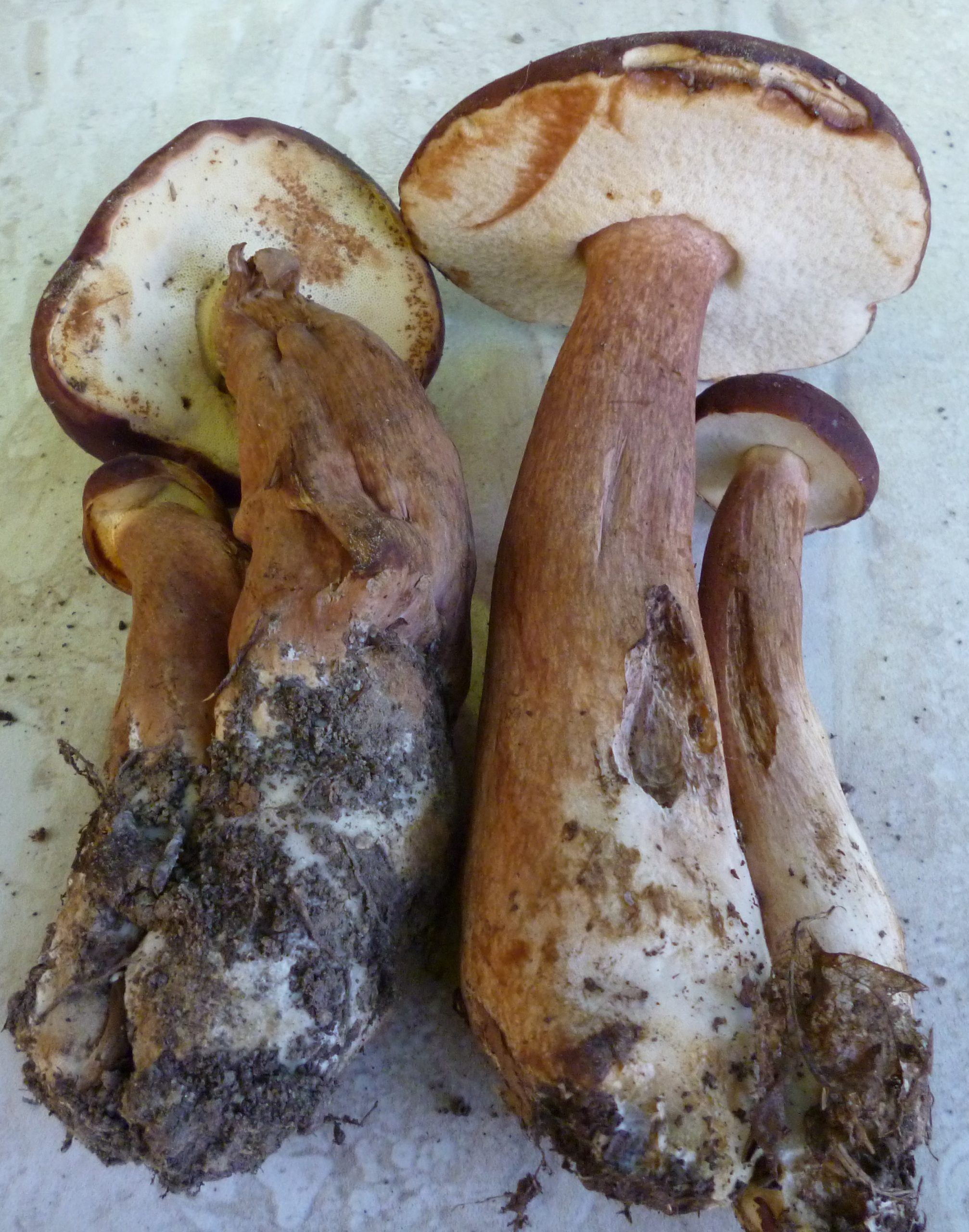 Tylopilus badiceps | The Bolete Filter