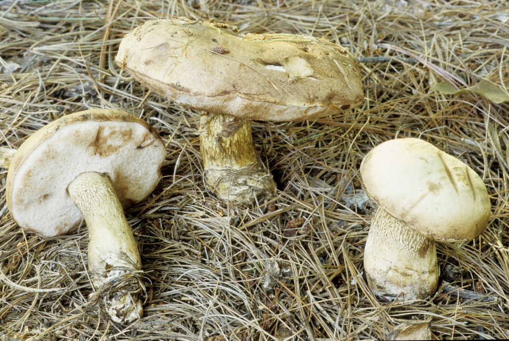 Tylopilus felleus (“Bitter Bolete”) | The Bolete Filter