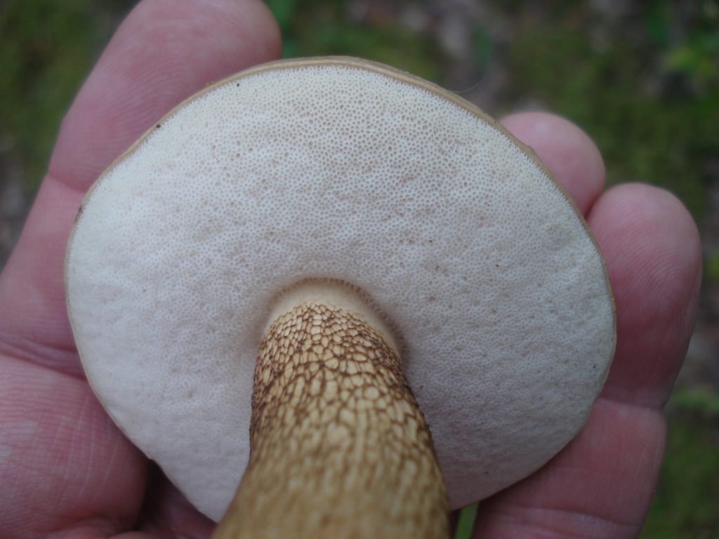 Tylopilus felleus (“Bitter Bolete”) | The Bolete Filter