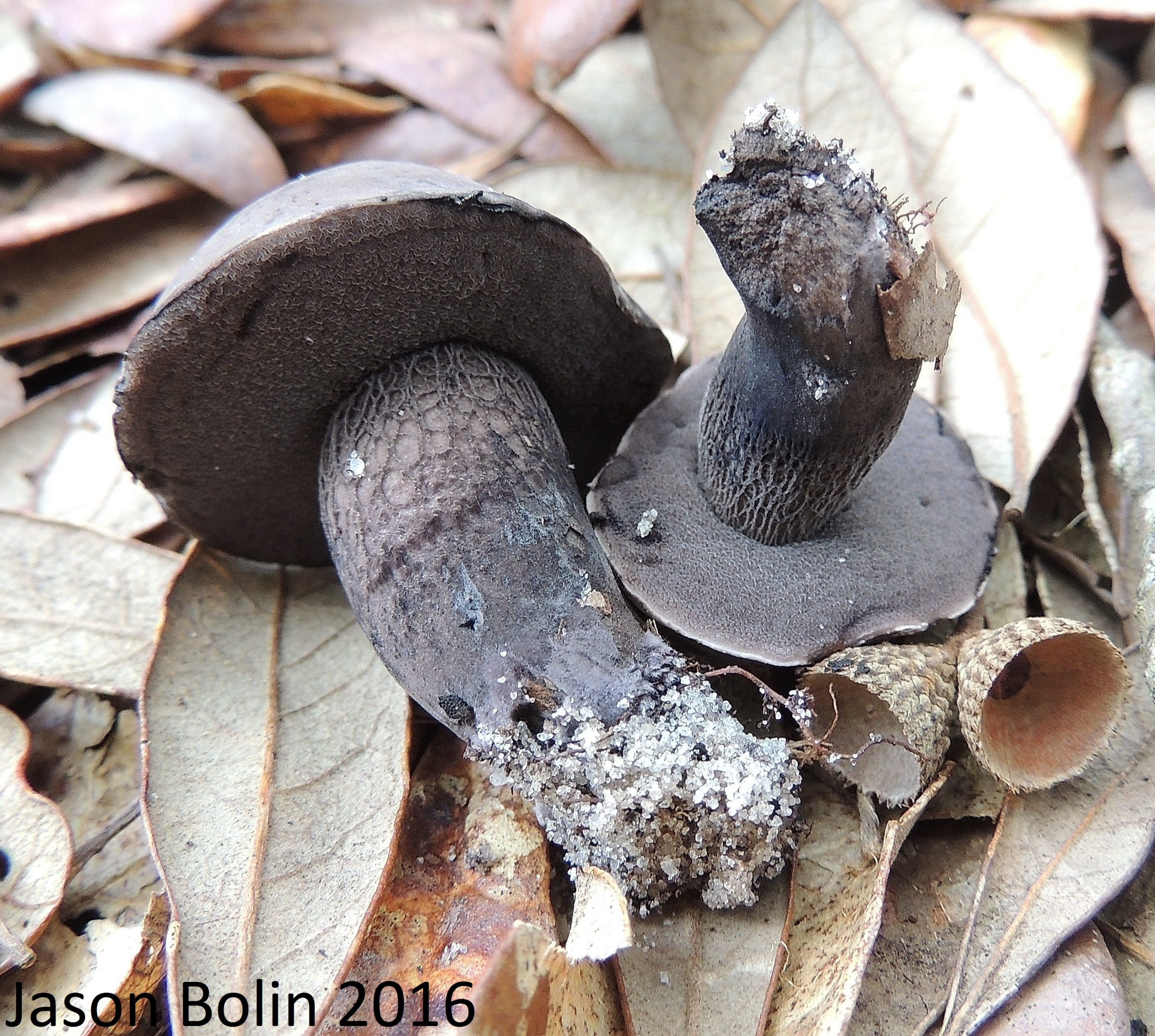 Tylopilus griseocarneus | The Bolete Filter