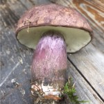 Tylopilus plumbeoviolaceus (“Violet Gray Bolete”) | The Bolete Filter