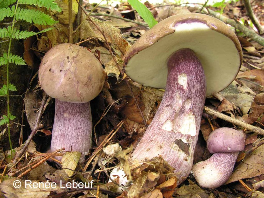Tylopilus plumbeoviolaceus (“Violet Gray Bolete”) | The Bolete Filter