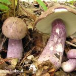 Tylopilus plumbeoviolaceus (“Violet Gray Bolete”) | The Bolete Filter