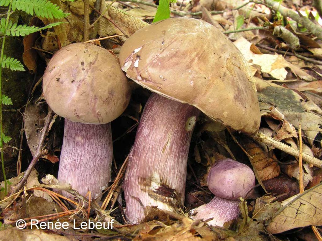 Tylopilus plumbeoviolaceus (“Violet Gray Bolete”) | The Bolete Filter
