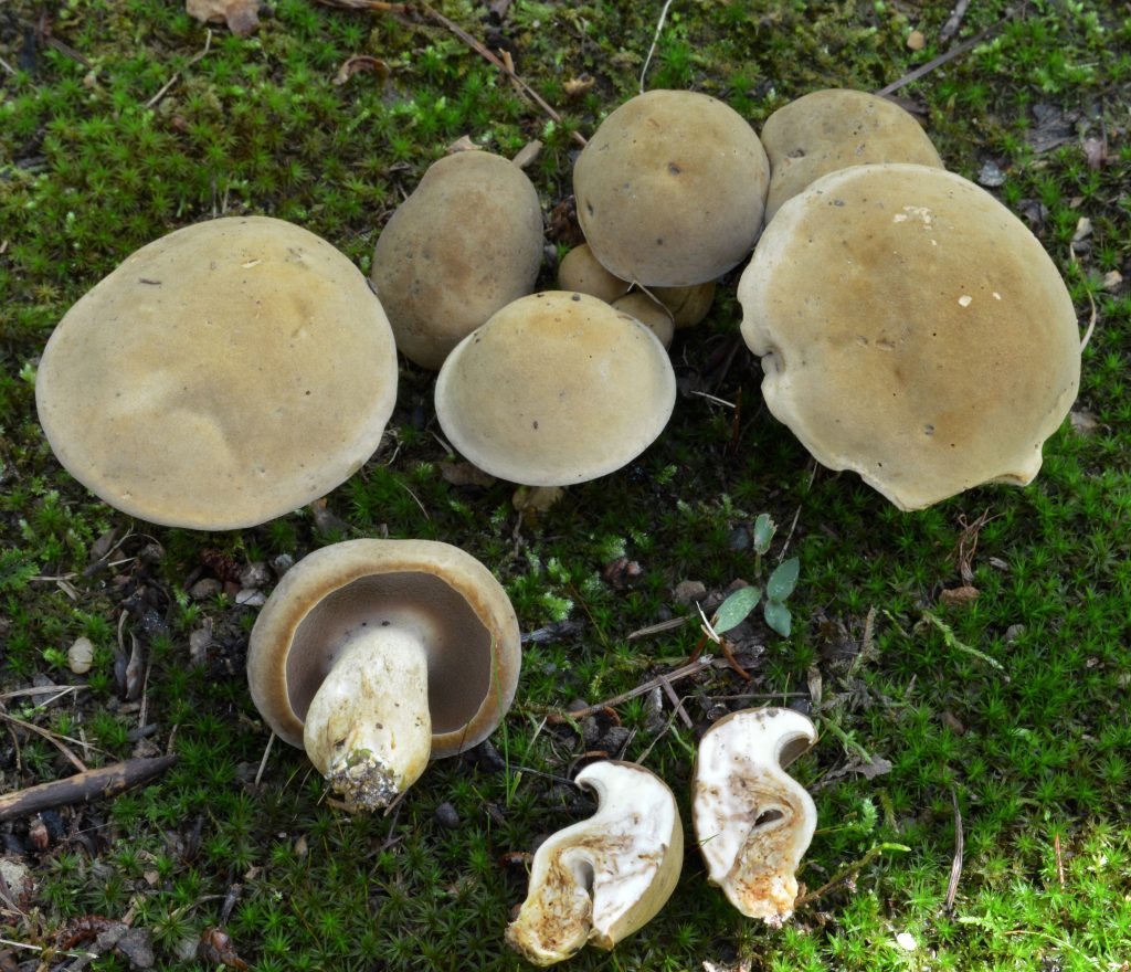 Tylopilus tabacinus | The Bolete Filter
