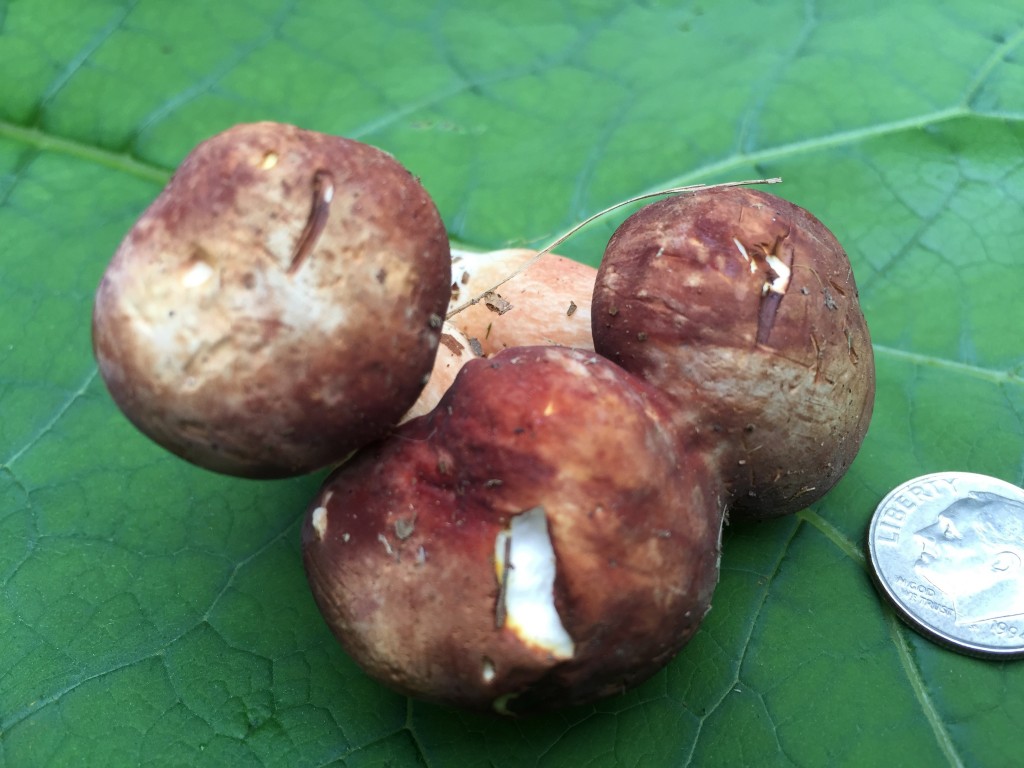 Xanthoconium affine variations (“Spotted Bolete”) | The Bolete Filter