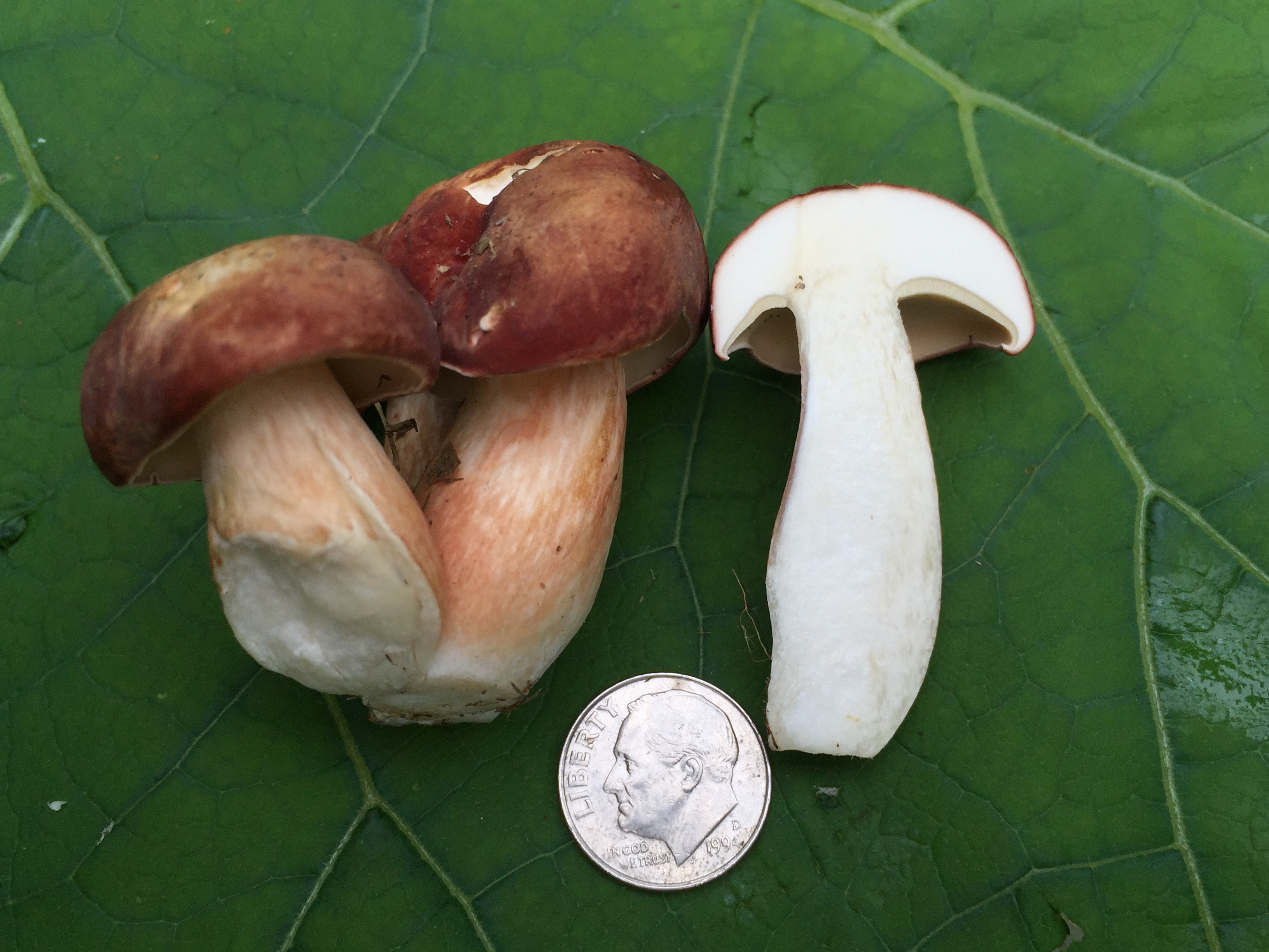 Xanthoconium affine variations (“Spotted Bolete”) | The Bolete Filter