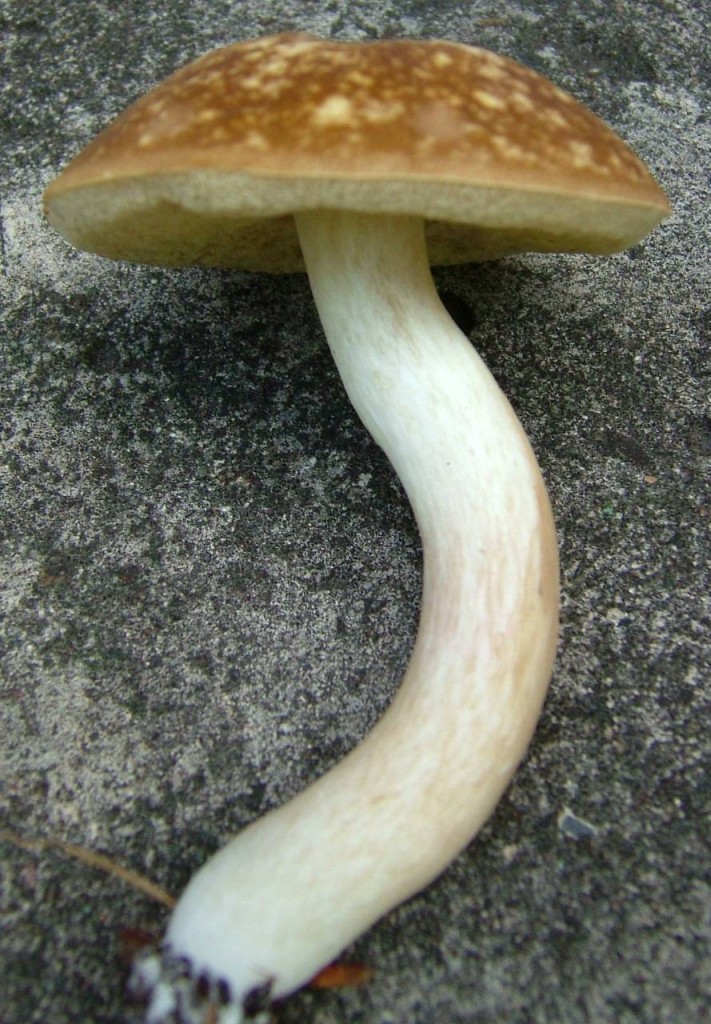 Xanthoconium affine variations (“Spotted Bolete”) | The Bolete Filter