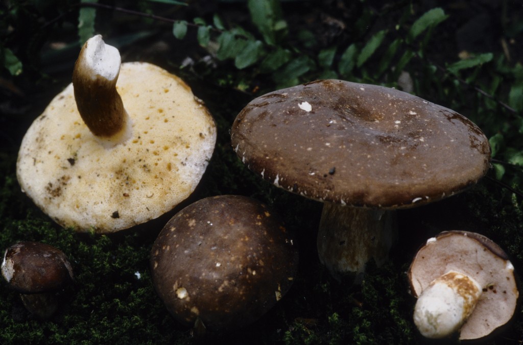 Xanthoconium affine variations (“Spotted Bolete”) | The Bolete Filter