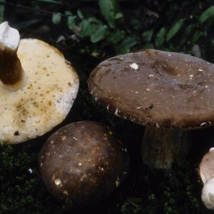 Xanthoconium affine variations (“Spotted Bolete”) | The Bolete Filter