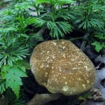 Xanthoconium affine variations (“Spotted Bolete”) | The Bolete Filter