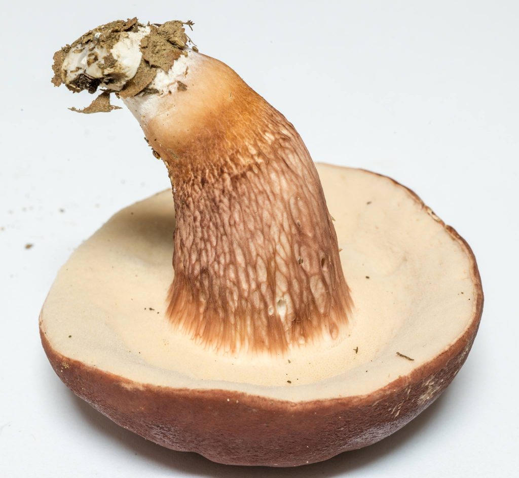 Xanthoconium affine variations (“Spotted Bolete”) | The Bolete Filter