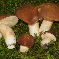 Xanthoconium affine variations (“Spotted Bolete”) | The Bolete Filter
