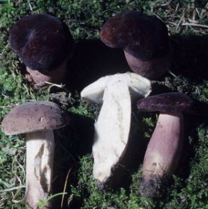 Xanthoconium purpureum | The Bolete Filter