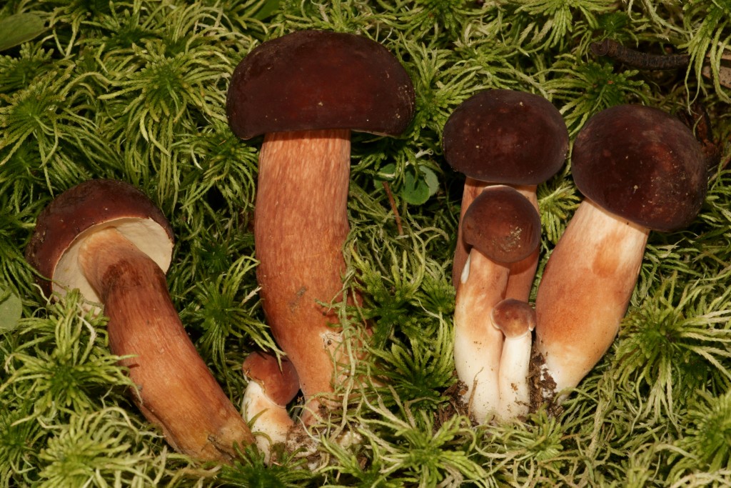Xanthoconium purpureum | The Bolete Filter