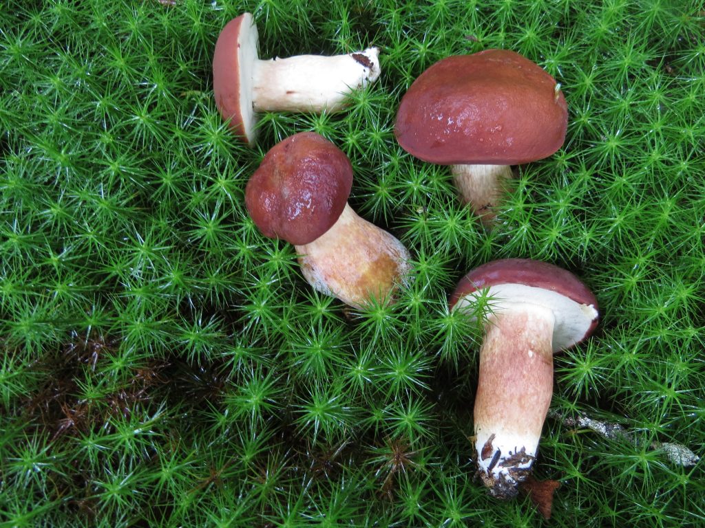 Xanthoconium purpureum | The Bolete Filter