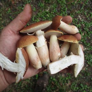 Xanthoconium purpureum | The Bolete Filter