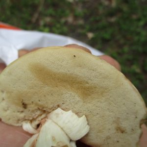 Xanthoconium purpureum | The Bolete Filter