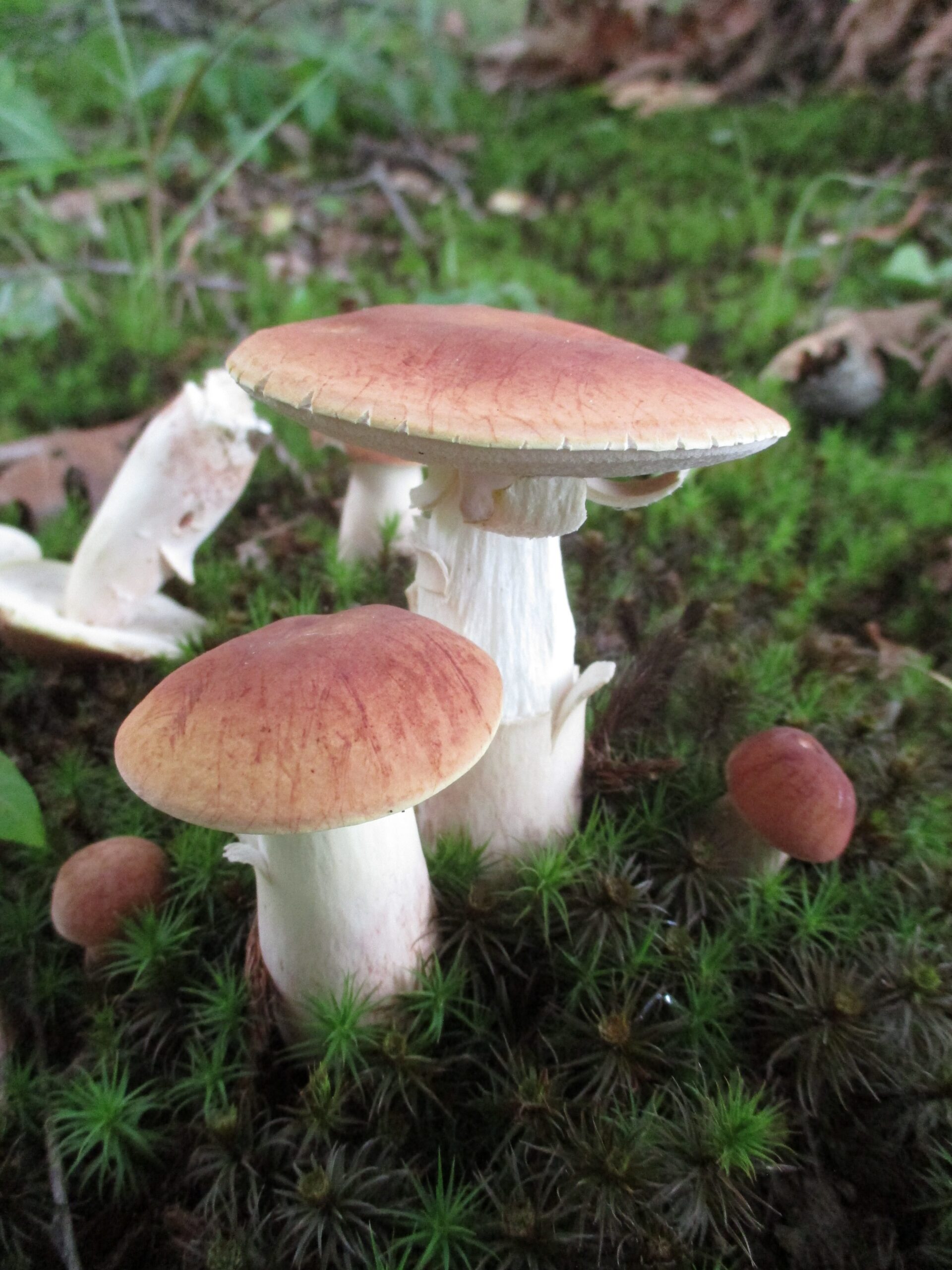 Xanthoconium purpureum | The Bolete Filter