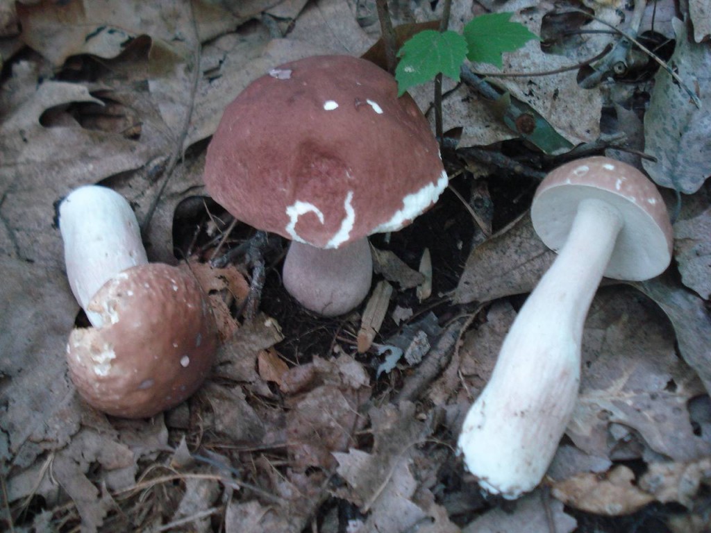 Boletus separans (“Lilac Bolete”) | The Bolete Filter