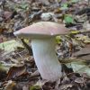 Boletus separans (“Lilac Bolete”) | The Bolete Filter