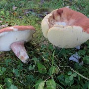 Boletus separans (“Lilac Bolete”) | The Bolete Filter