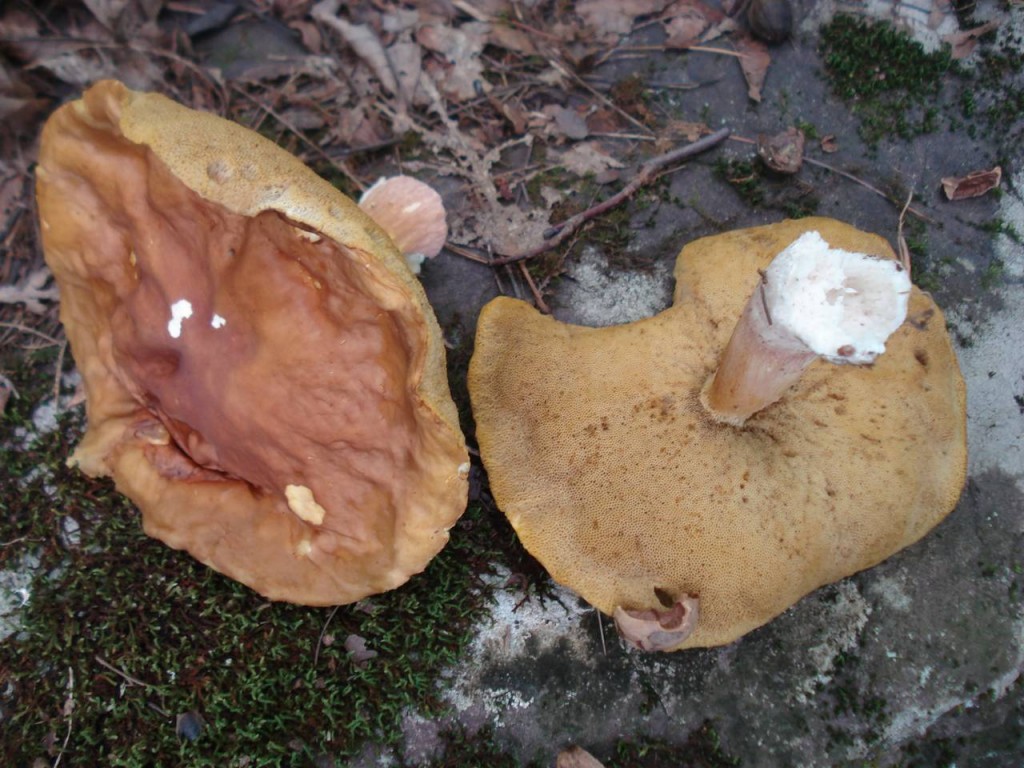 Boletus separans (“Lilac Bolete”) | The Bolete Filter