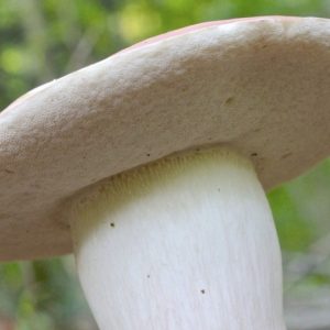 Boletus separans (“Lilac Bolete”) | The Bolete Filter