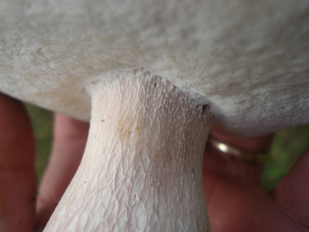 Boletus separans (“Lilac Bolete”) | The Bolete Filter