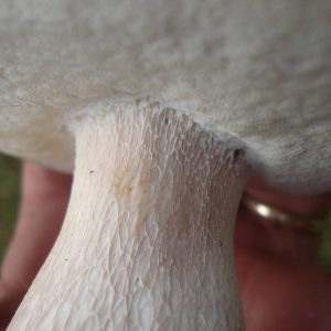 Boletus separans (“Lilac Bolete”) | The Bolete Filter