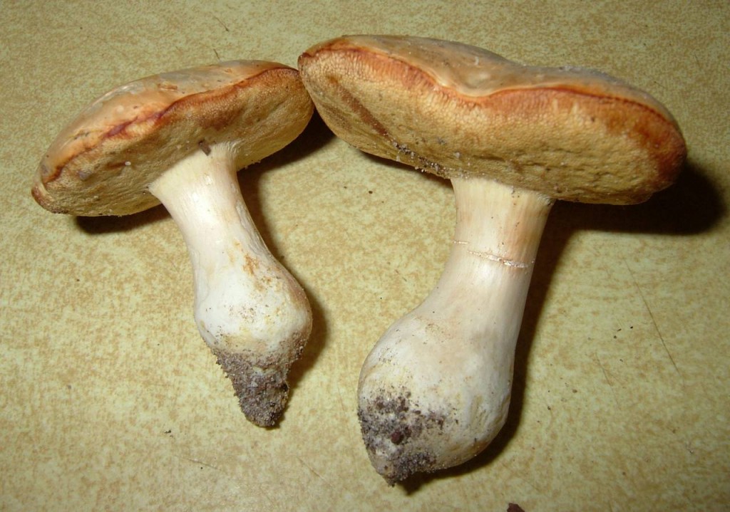 Xanthoconium stramineum | The Bolete Filter