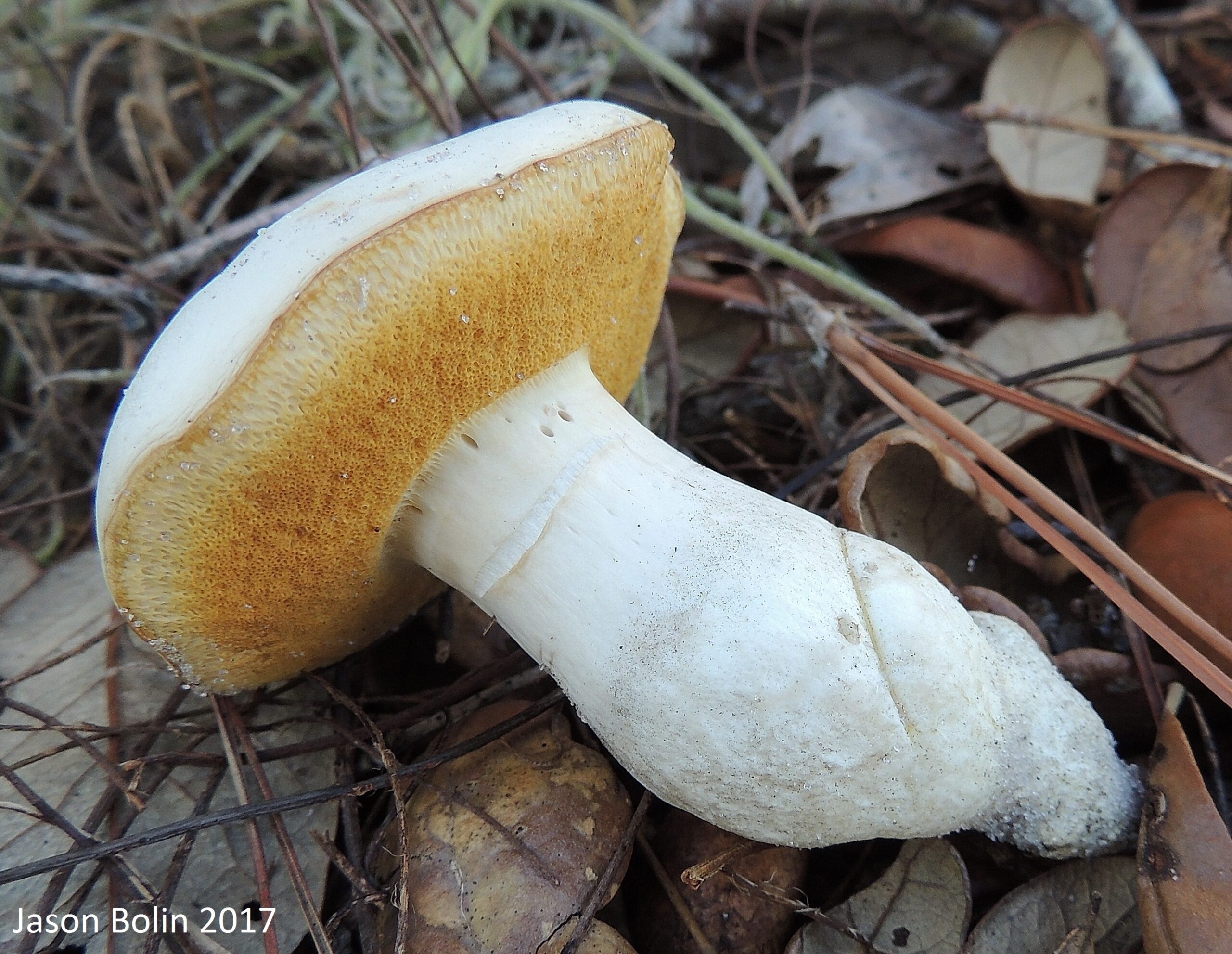 Xanthoconium stramineum | The Bolete Filter