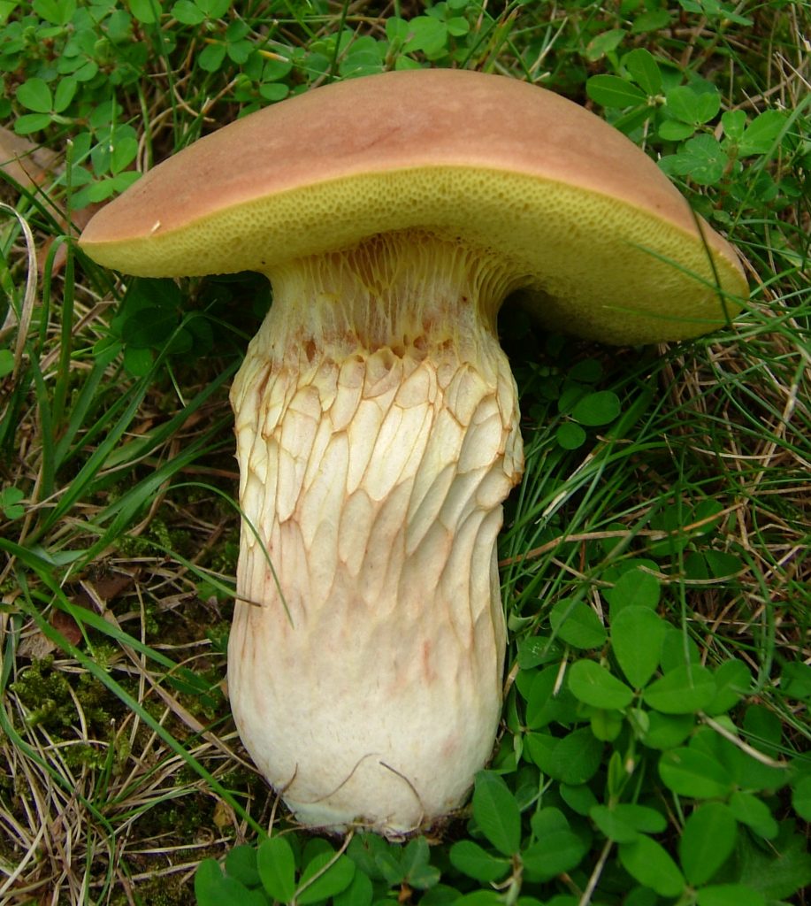 Xerocomus tenax | The Bolete Filter