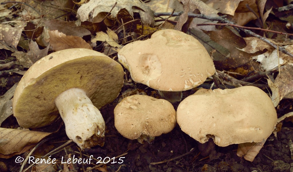 Boletus barrowsii (“White King Bolete”) | The Bolete Filter