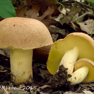 Aureoboletus projectellus | The Bolete Filter